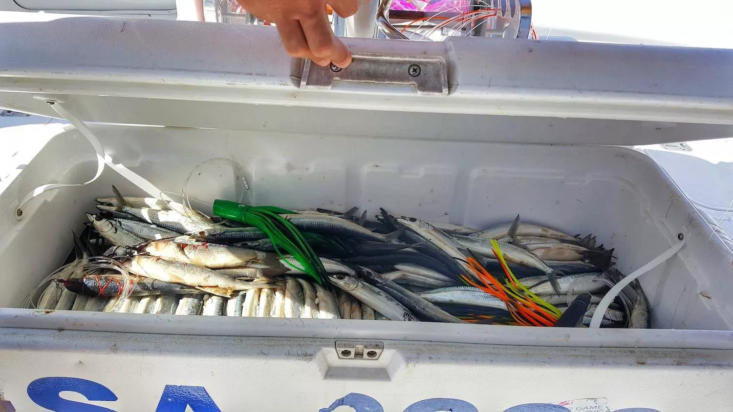 Ballyhoo Bait From Cast Net to Trolling Spread | In The Spread