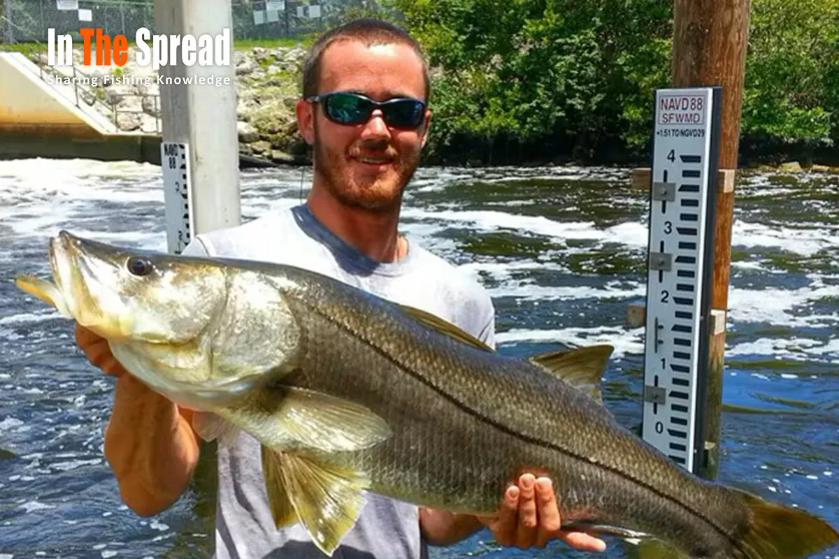 Fishing Spillways - Giant Snook Await | In The Spread