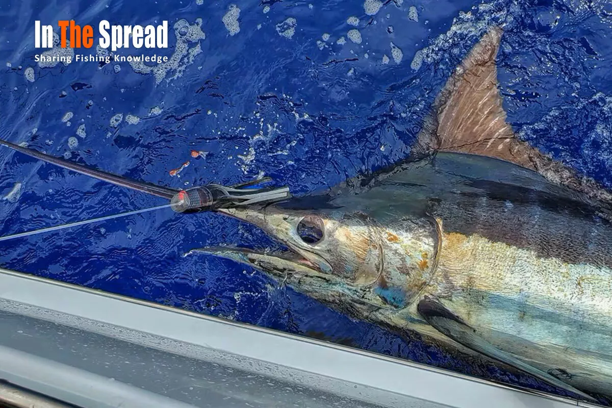 Blue Marlin – The Ultimate Game Fish | In The Spread