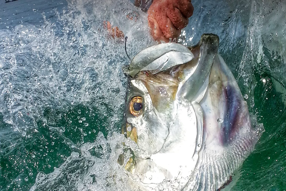 Homosassa Florida Fishing: Inshore Species & Tactics | In The Spread