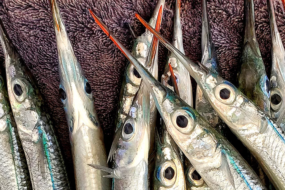 How to Rig Ballyhoo | In The Spread