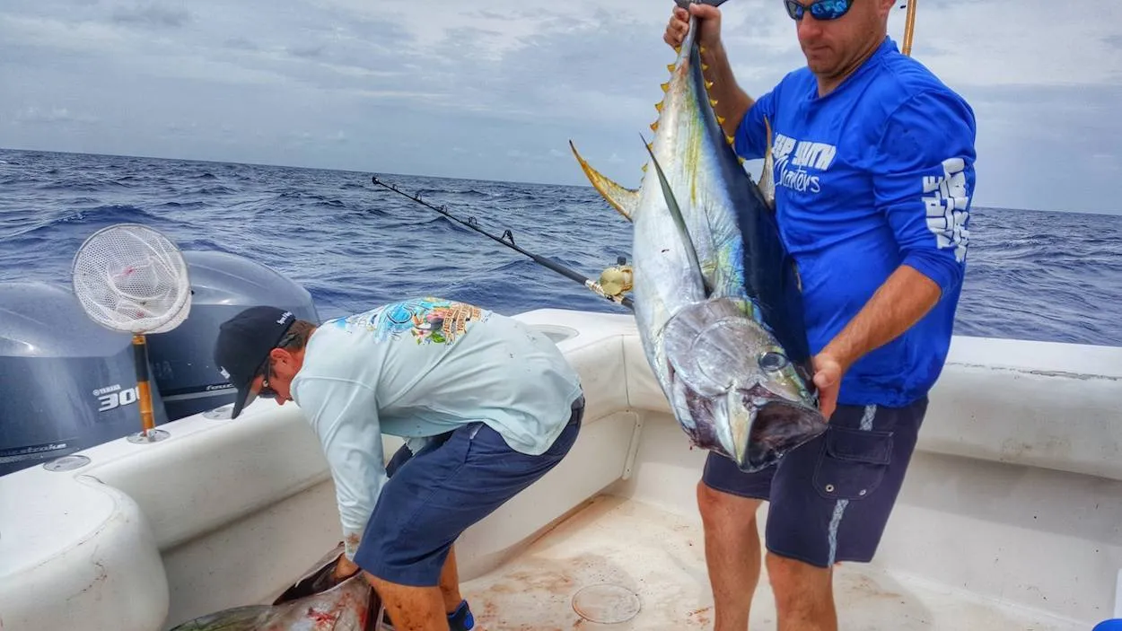 Chunking Yellowfin Tuna | In The Spread