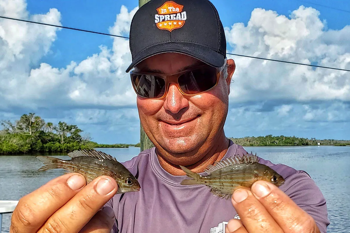 Pinfish Live Bait: Rigs, Hooks and Inshore Fishing | In The Spread