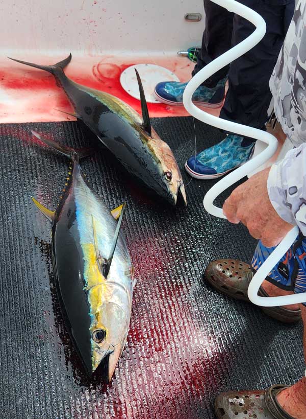 Yellowfin Tuna Fishing Near Dolphin and Porpoise Schools | In The Spread