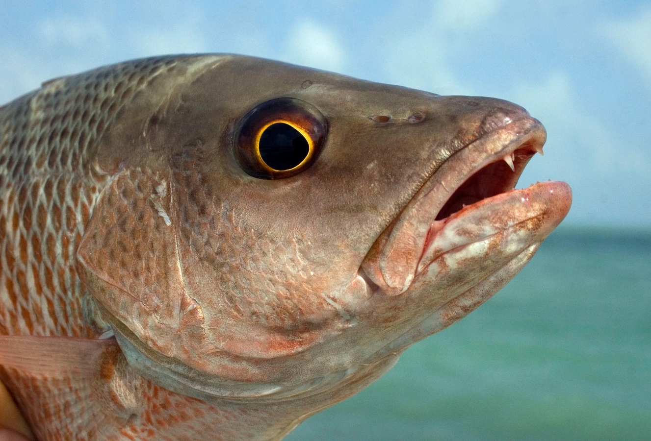 Guide to Mangrove Snapper Size Limits By State | In The Spread