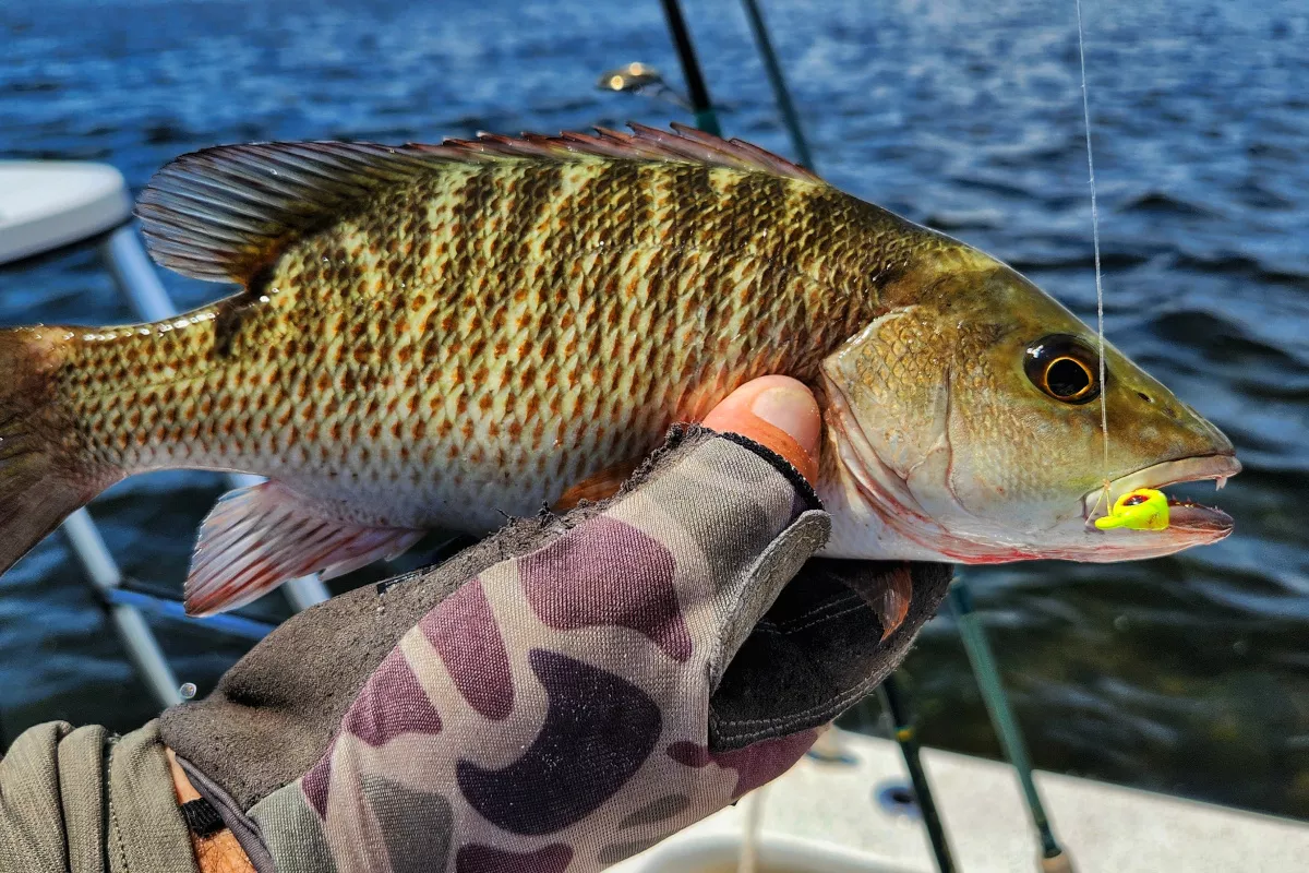 Mangrove Snapper Fishing: Complete Inshore & Offshore Guide | In The Spread