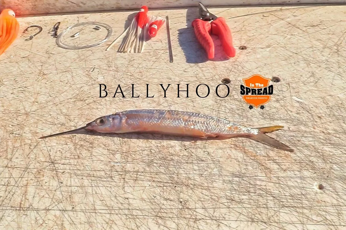 Ballyhoo Bait From Cast Net to Trolling Spread | In The Spread