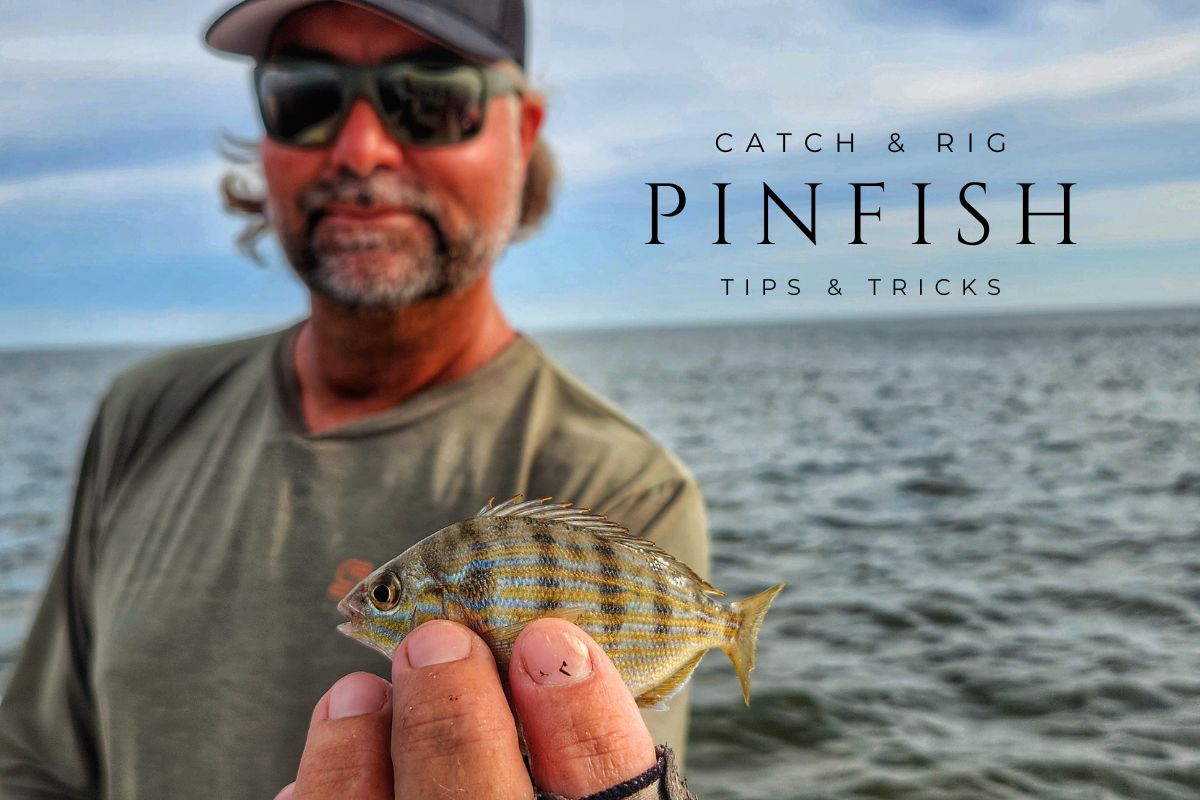 How to Catch and Rig Pinfish | In The Spread