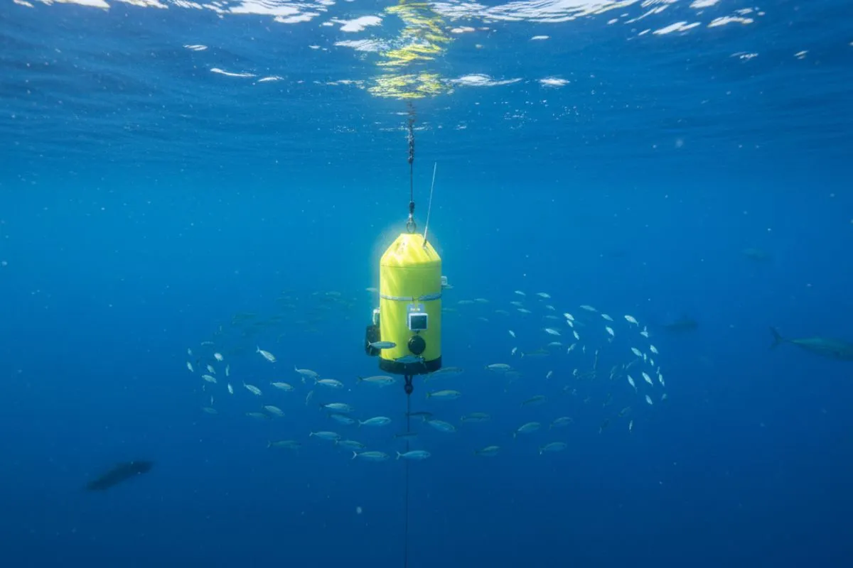Fish Aggregating Devices: FAD Fishing Techniques & Locations | In The ...