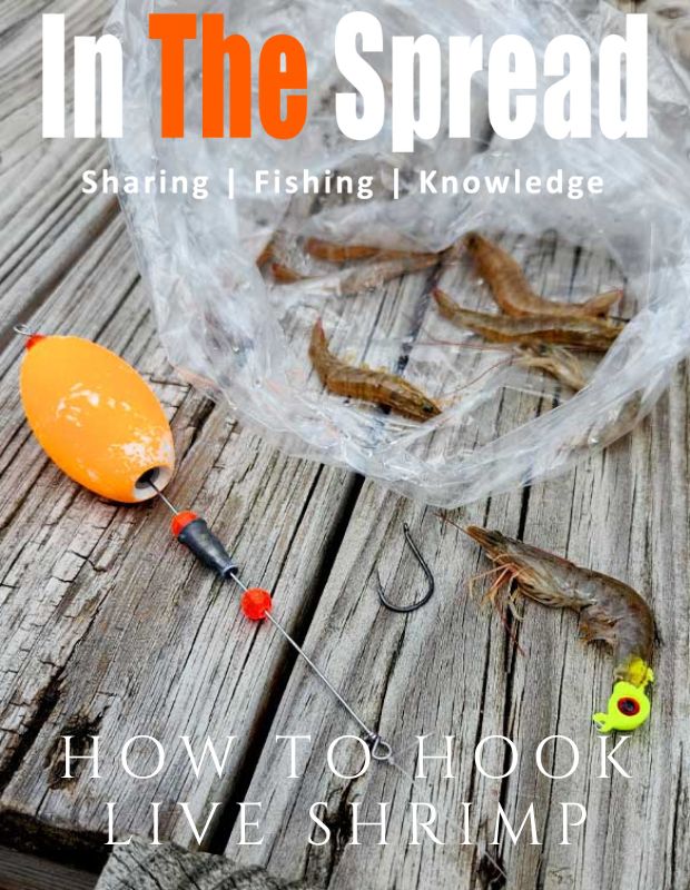 Live Shrimp Rigging: Horn Hook, Tail Hook, Jighead | In The Spread